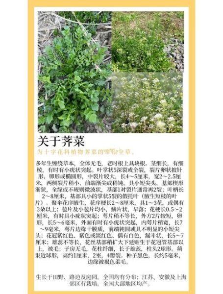野生荠荠菜图片_荠荠菜怎么辨认-第1张图片-山城妙识 野生荠荠菜图片_荠荠菜怎么辨认-第1张图片-山城妙识