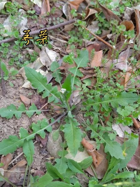 野生荠荠菜图片_荠荠菜怎么辨认-第2张图片-山城妙识 野生荠荠菜图片_荠荠菜怎么辨认-第2张图片-山城妙识