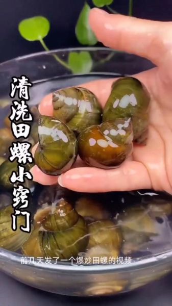 野生田螺怎么处理才能吃_野生田螺清洗去腥步骤-第3张图片-山城妙识
