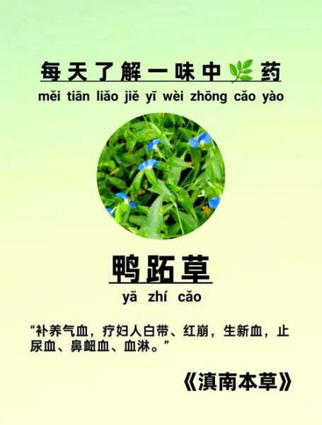 鸭舌草图片治咽喉炎_鸭舌草怎么用-第2张图片-山城妙识
