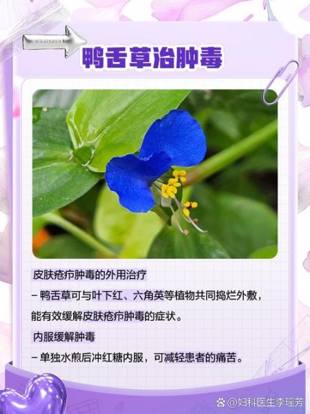 鸭舌草图片治咽喉炎_鸭舌草怎么用-第1张图片-山城妙识