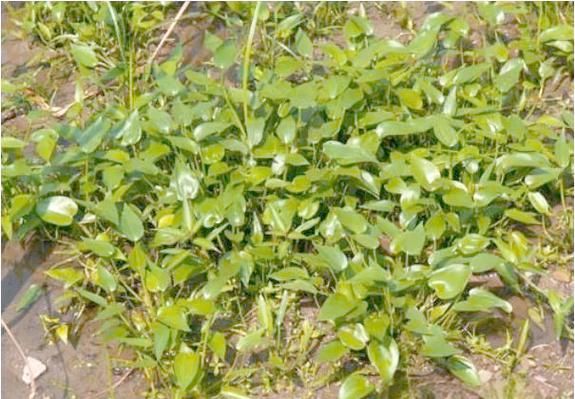 鸭舌草图片治咽喉炎_鸭舌草怎么用-第3张图片-山城妙识