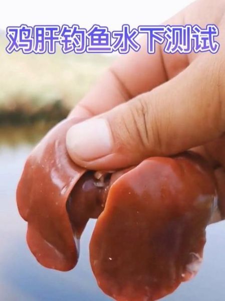 鸡肝能钓什么鱼_鸡肝钓鱼技巧-第1张图片-山城妙识