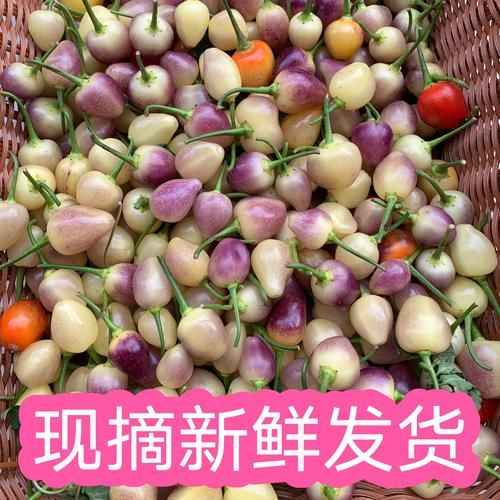 灯笼椒怎么泡_灯笼椒泡多久才脆-第3张图片-山城妙识