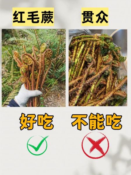 野菜有哪几种_常见野菜种类大全-第3张图片-山城妙识