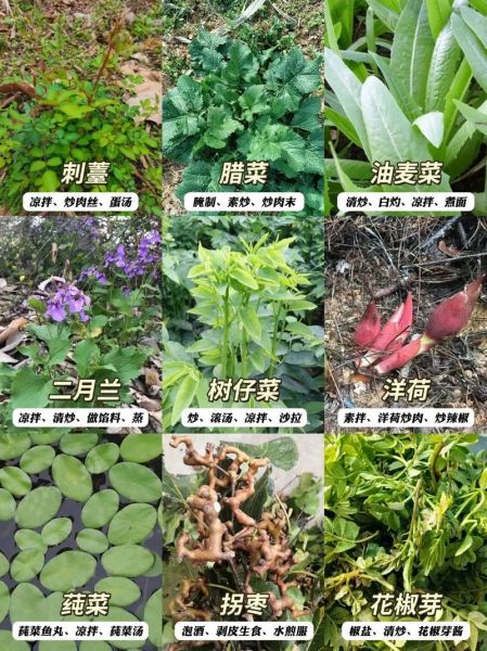 野菜有哪几种_常见野菜种类大全-第1张图片-山城妙识