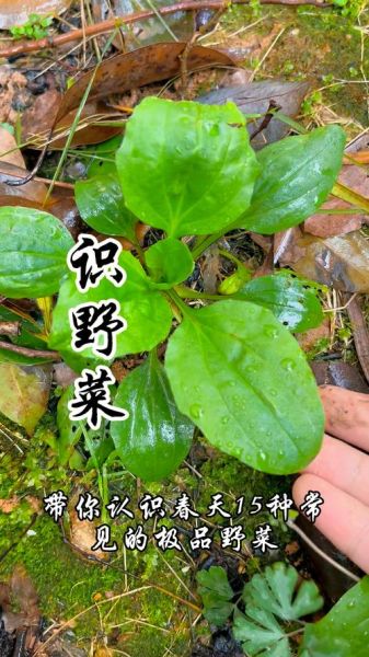 野菜有哪几种_常见野菜种类大全-第2张图片-山城妙识