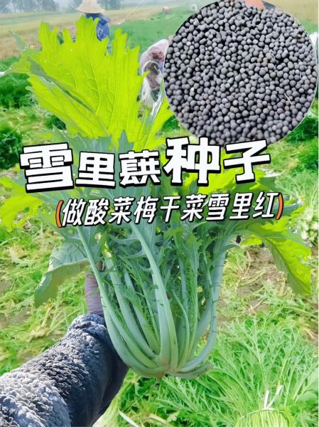 雪里蕻是什么菜_雪里蕻和雪菜的区别-第1张图片-山城妙识