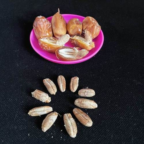 椰枣树盆栽几年结果_椰枣树盆栽多久能结果-第2张图片-山城妙识 椰枣树盆栽几年结果_椰枣树盆栽多久能结果-第2张图片-山城妙识