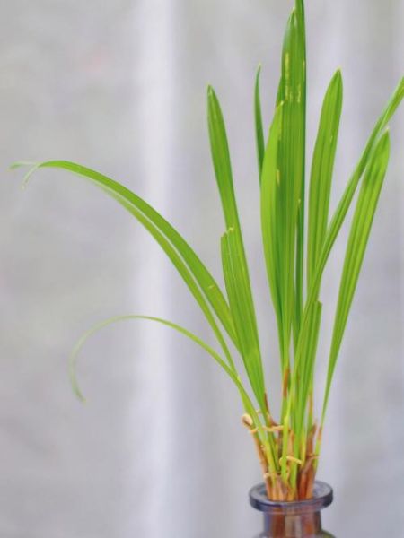 椰枣树盆栽几年结果_椰枣树盆栽多久能结果-第3张图片-山城妙识 椰枣树盆栽几年结果_椰枣树盆栽多久能结果-第3张图片-山城妙识