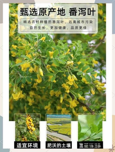 番泻叶的功效与作用_番泻叶的副作用有哪些-第1张图片-山城妙识