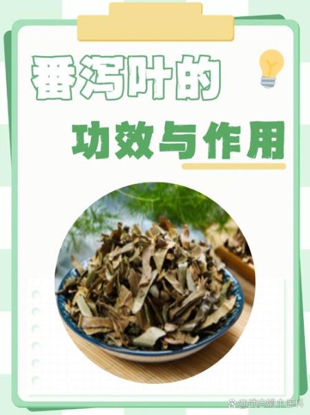 番泻叶的功效与作用_番泻叶的副作用有哪些-第3张图片-山城妙识