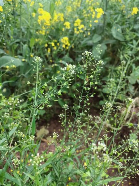 荠菜开花是什么样子的_荠菜开花还能吃吗-第1张图片-山城妙识 荠菜开花是什么样子的_荠菜开花还能吃吗-第1张图片-山城妙识