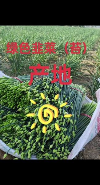 韭菜苔图片怎么挑选_韭菜苔和韭菜的区别-第3张图片-山城妙识 韭菜苔图片怎么挑选_韭菜苔和韭菜的区别-第3张图片-山城妙识