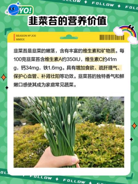 韭菜苔图片怎么挑选_韭菜苔和韭菜的区别-第2张图片-山城妙识 韭菜苔图片怎么挑选_韭菜苔和韭菜的区别-第2张图片-山城妙识