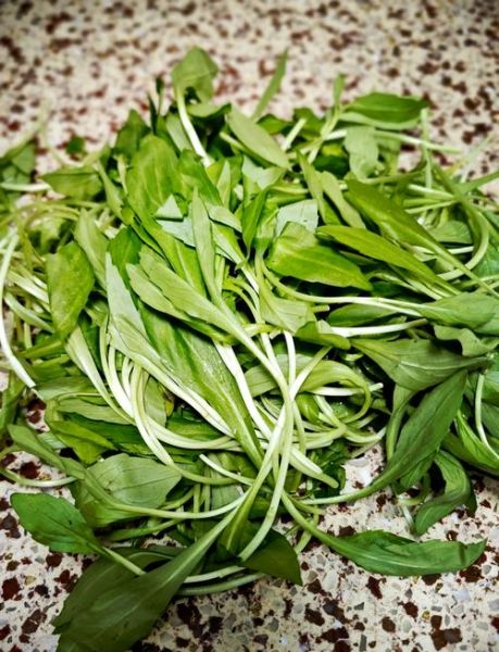 炒马兰头怎么炒好吃_马兰头焯水几分钟才嫩-第2张图片-山城妙识