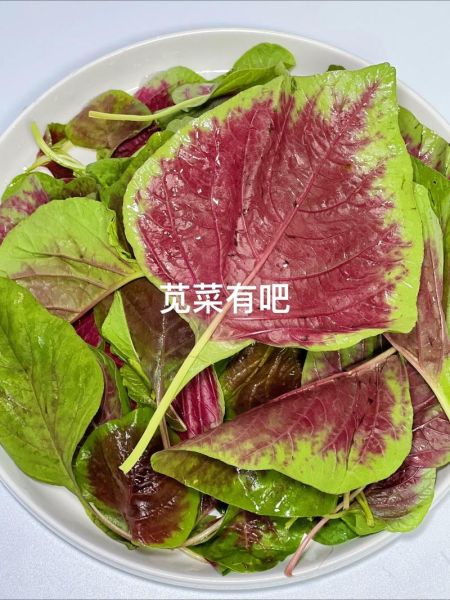 苋菜鸡蛋饼怎么做_苋菜鸡蛋饼的营养价值-第1张图片-山城妙识