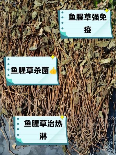 鱼腥草怎么吃_鱼腥草的功效与作用-第1张图片-山城妙识