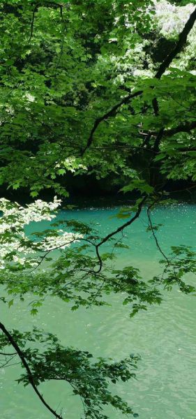 绿色背景图怎么搭配_绿色背景图适合什么场景-第3张图片-山城妙识