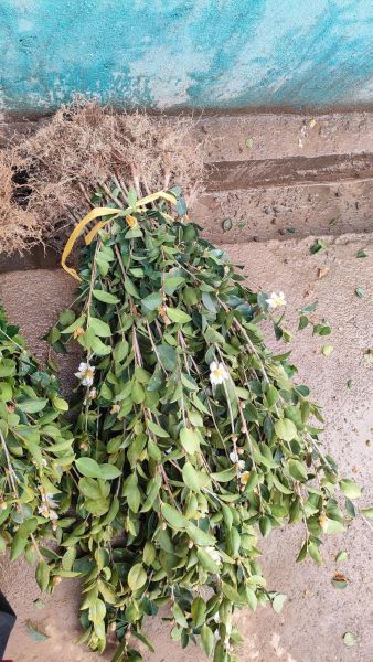 高产油茶树苗多少钱一棵_高产油茶树苗几年结果-第1张图片-山城妙识