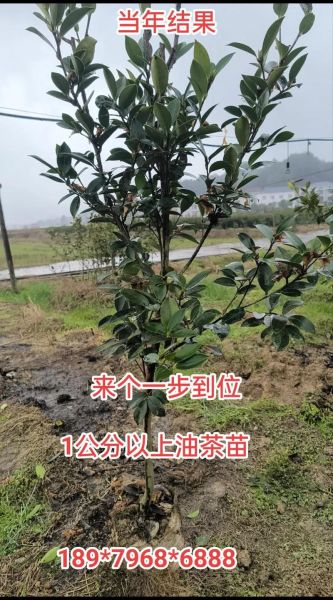 高产油茶树苗多少钱一棵_高产油茶树苗几年结果-第3张图片-山城妙识