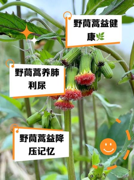 野茼蒿有毒吗_野茼蒿能吃吗-第1张图片-山城妙识