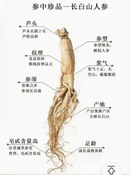 鲜人参怎么吃_鲜人参的吃法与禁忌-第2张图片-山城妙识
