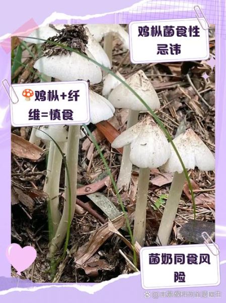 鸡枞菌不能和什么一起吃_哪些人不宜吃鸡枞菌-第1张图片-山城妙识 鸡枞菌不能和什么一起吃_哪些人不宜吃鸡枞菌-第1张图片-山城妙识