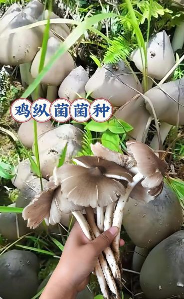 鸡枞菌不能和什么一起吃_哪些人不宜吃鸡枞菌-第3张图片-山城妙识 鸡枞菌不能和什么一起吃_哪些人不宜吃鸡枞菌-第3张图片-山城妙识
