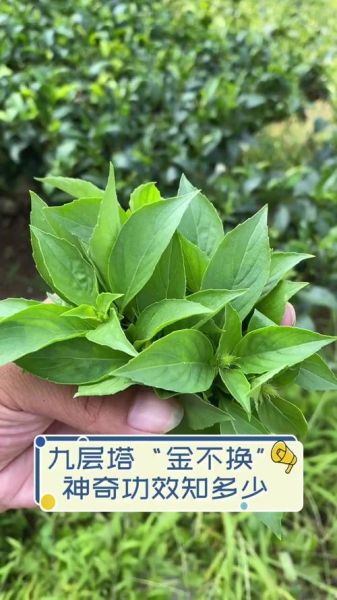 金不换是不是九层塔_区别与用途全解析-第1张图片-山城妙识