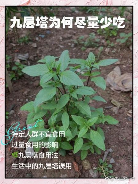 金不换是不是九层塔_区别与用途全解析-第2张图片-山城妙识