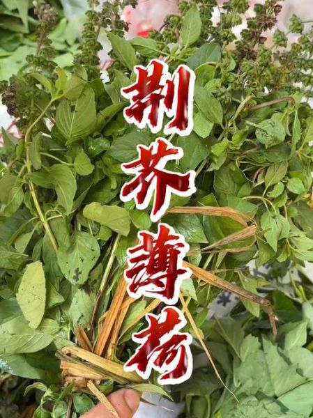 金不换是不是九层塔_区别与用途全解析-第3张图片-山城妙识