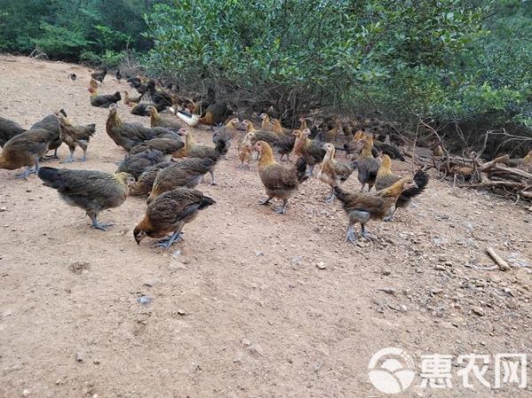 麻鸡价格今日多少钱一斤_麻鸡批发价最新行情-第2张图片-山城妙识 麻鸡价格今日多少钱一斤_麻鸡批发价最新行情-第2张图片-山城妙识