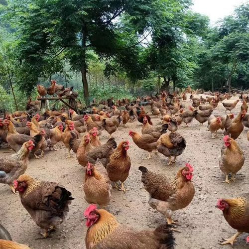 麻鸡价格今日多少钱一斤_麻鸡批发价最新行情-第3张图片-山城妙识 麻鸡价格今日多少钱一斤_麻鸡批发价最新行情-第3张图片-山城妙识