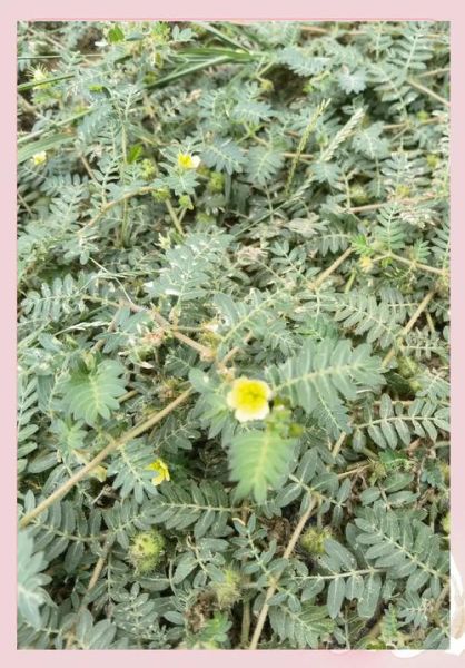 蒺藜怎么读_蒺藜的功效与作用-第2张图片-山城妙识