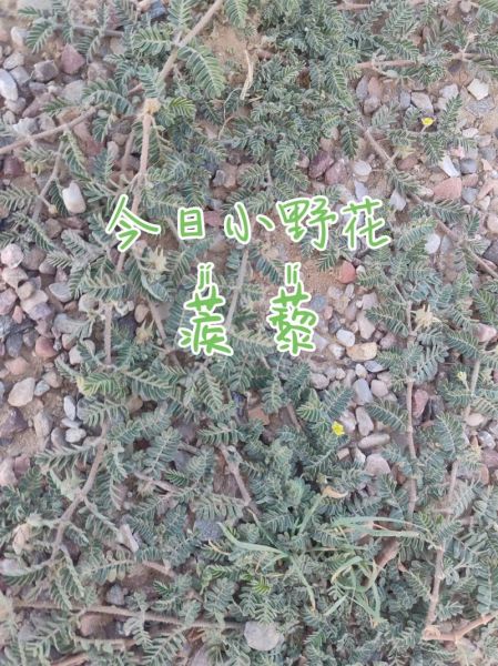 蒺藜怎么读_蒺藜的功效与作用-第1张图片-山城妙识