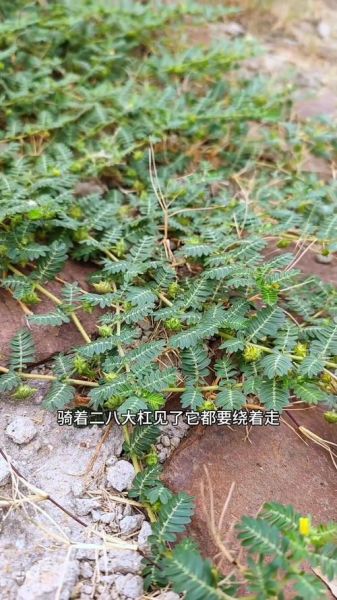 蒺藜怎么读_蒺藜的功效与作用-第3张图片-山城妙识