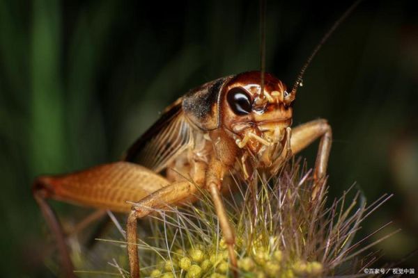 蟋蟀图片怎么拍_蟋蟀高清图片在哪找-第2张图片-山城妙识 蟋蟀图片怎么拍_蟋蟀高清图片在哪找-第2张图片-山城妙识