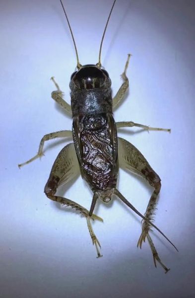 蟋蟀图片怎么拍_蟋蟀高清图片在哪找-第1张图片-山城妙识 蟋蟀图片怎么拍_蟋蟀高清图片在哪找-第1张图片-山城妙识