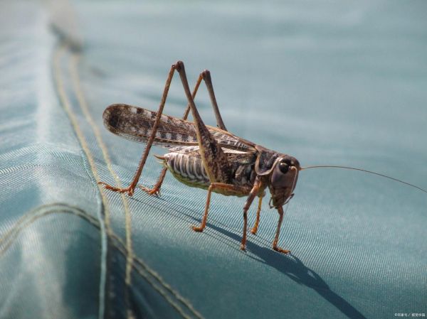 蟋蟀图片怎么拍_蟋蟀高清图片在哪找-第3张图片-山城妙识 蟋蟀图片怎么拍_蟋蟀高清图片在哪找-第3张图片-山城妙识