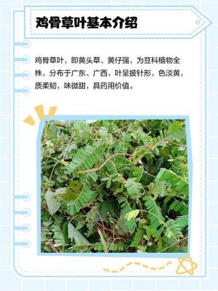 鸡骨草叶子泡水有什么功效_鸡骨草叶子泡水能天天喝吗-第1张图片-山城妙识 鸡骨草叶子泡水有什么功效_鸡骨草叶子泡水能天天喝吗-第1张图片-山城妙识