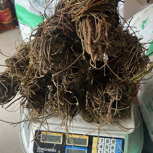 鸡骨草叶子泡水有什么功效_鸡骨草叶子泡水能天天喝吗-第3张图片-山城妙识 鸡骨草叶子泡水有什么功效_鸡骨草叶子泡水能天天喝吗-第3张图片-山城妙识