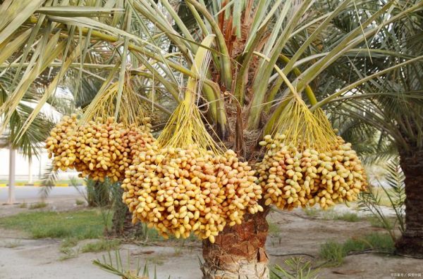 黄椰枣和黑椰枣的区别_哪个更营养-第3张图片-山城妙识