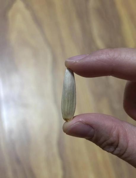 马牙豆是什么_马牙豆怎么吃-第2张图片-山城妙识 马牙豆是什么_马牙豆怎么吃-第2张图片-山城妙识