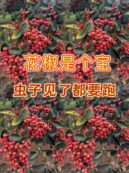 花椒水治霉菌几天能好_花椒水治霉菌正确用法-第2张图片-山城妙识