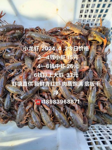 龙虾多少钱一斤_2024最新价格行情-第2张图片-山城妙识