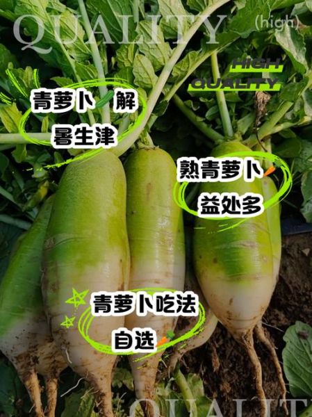 生吃青萝卜能减肥吗_生吃青萝卜的功效与作用-第3张图片-山城妙识