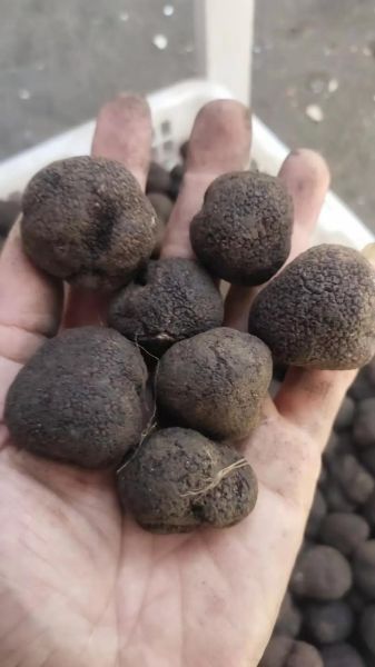 黑松露多少钱一斤_黑松露价格为什么那么贵-第2张图片-山城妙识