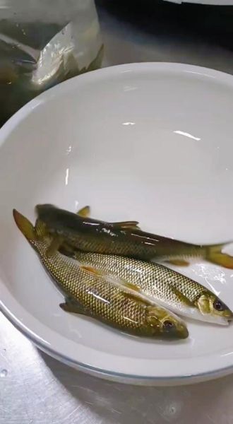 赤鳞鱼养殖技术_赤鳞鱼养殖赚钱吗-第1张图片-山城妙识