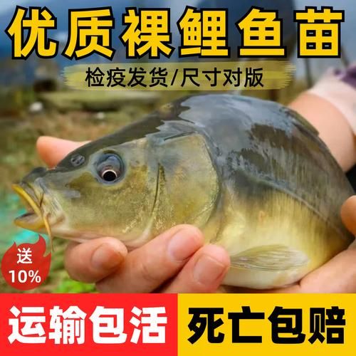 赤鳞鱼养殖技术_赤鳞鱼养殖赚钱吗-第3张图片-山城妙识